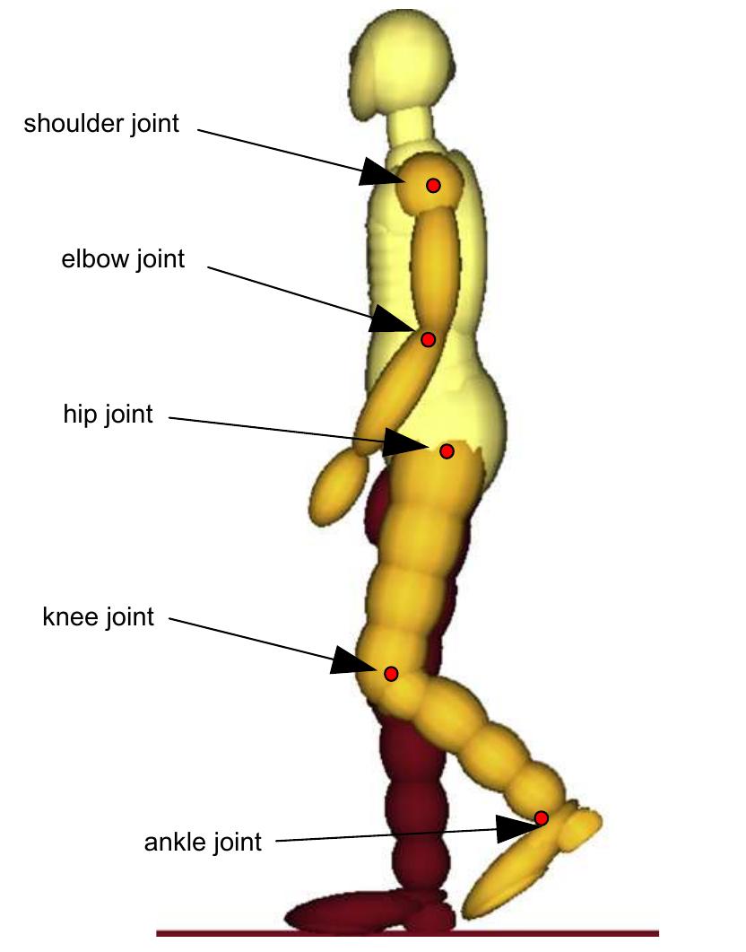 Lower and upper extremity joints of the pedestrian model