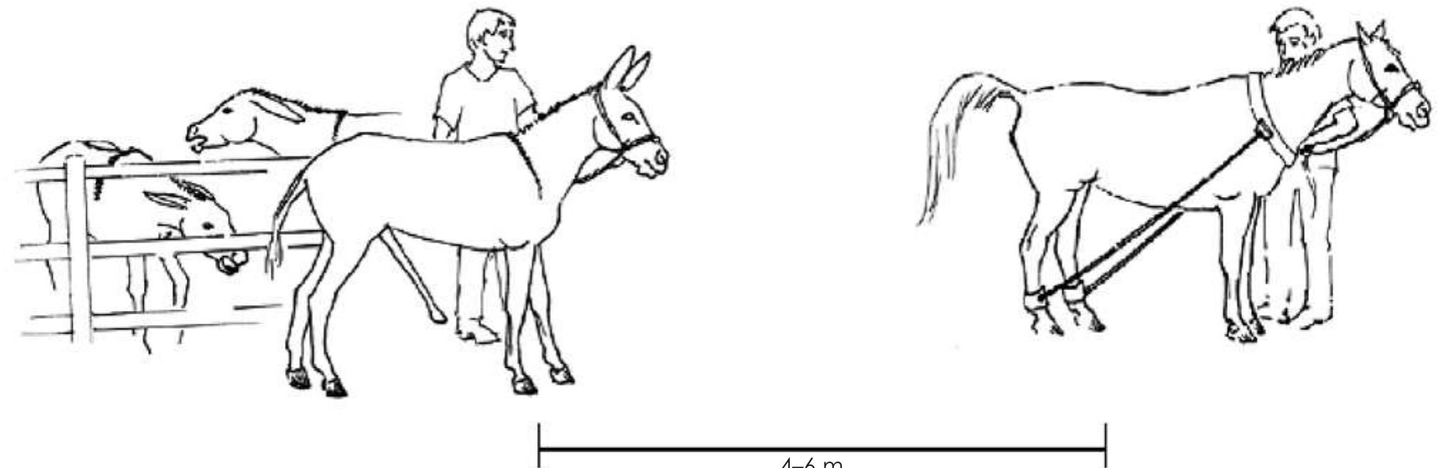 Drawing 1: an illustration of a breeding system used for