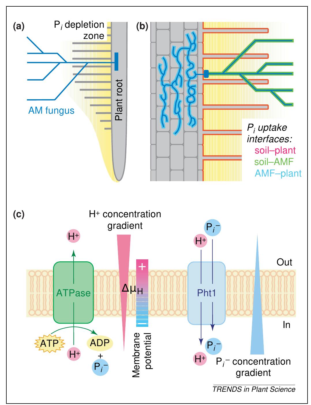 Phosphate transport in mycorrhizal plants. (a) the growing