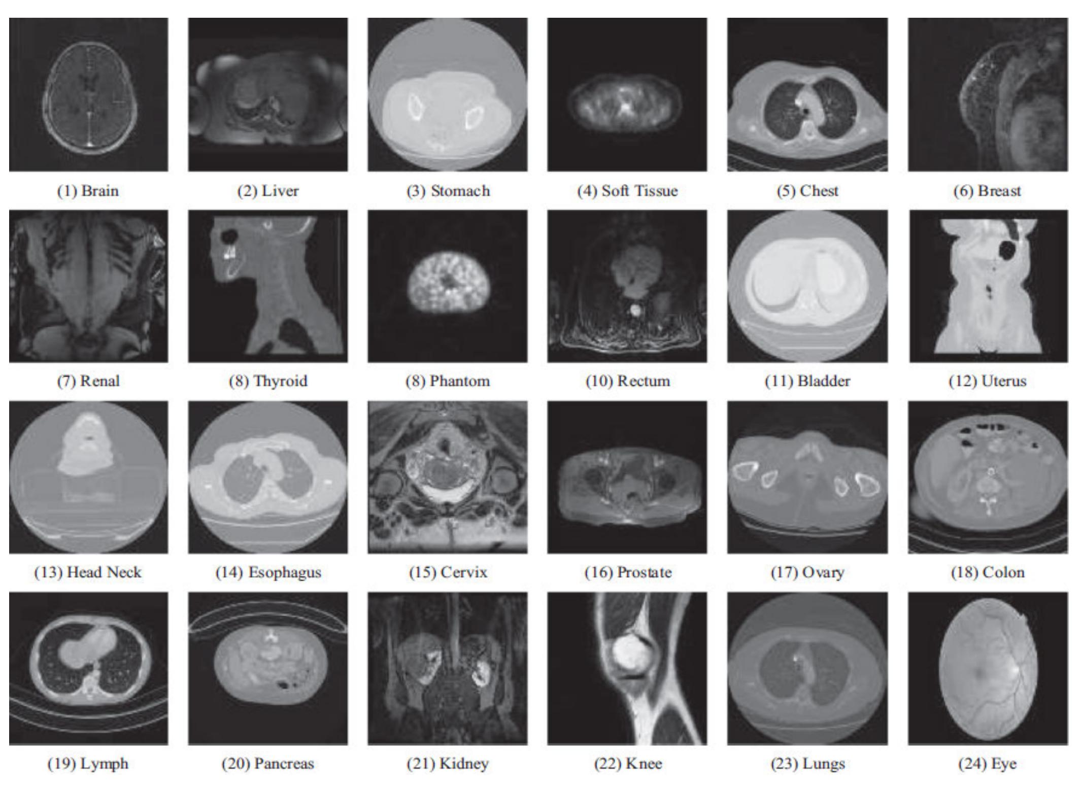 Sample images of medical image dataset.