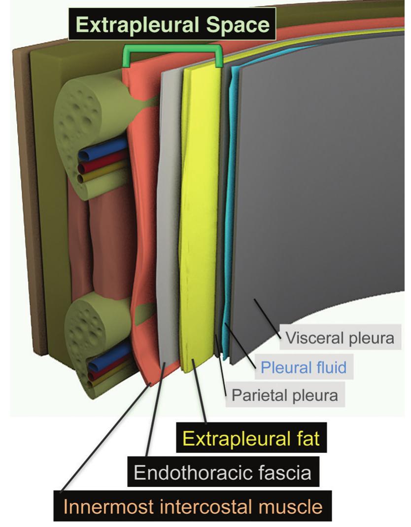 Anatomy of the normal eps. the eps lies be- tween the