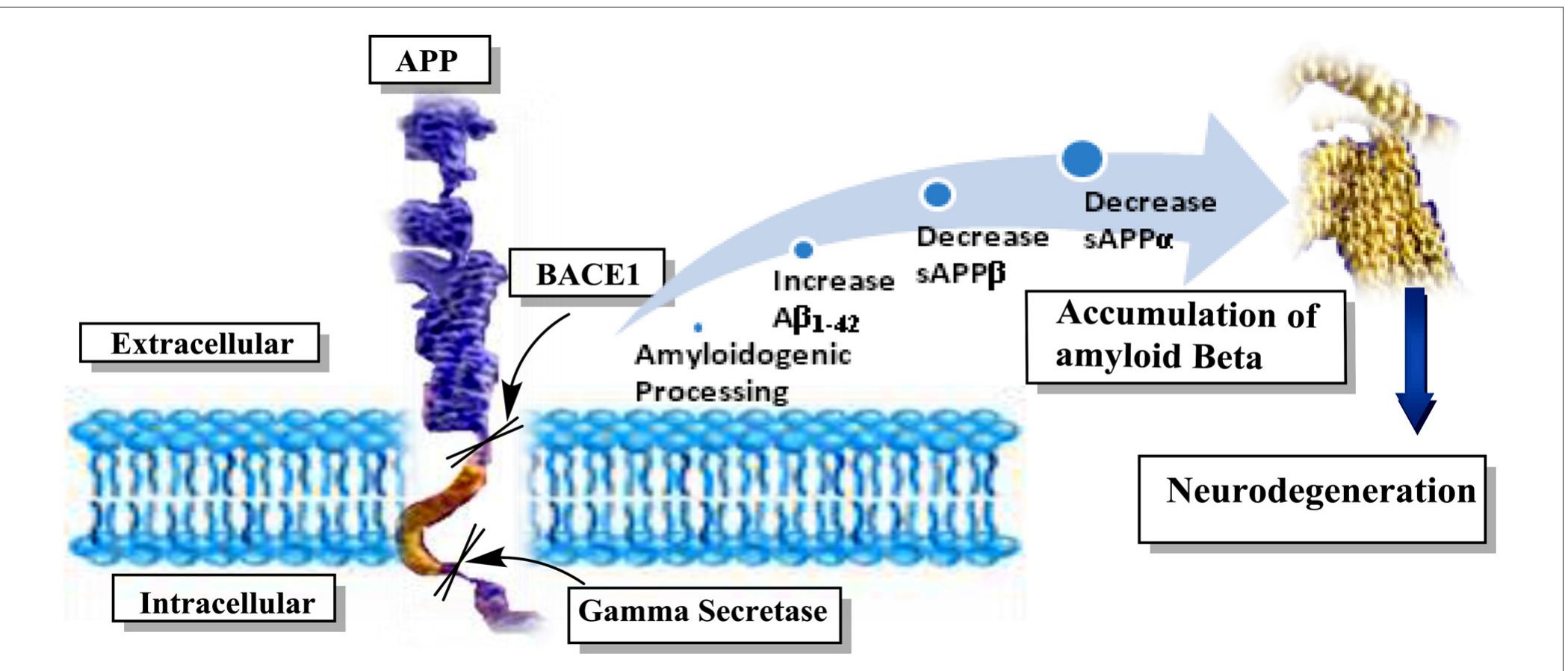 | schematic presentation of amyloidogenic pathway and