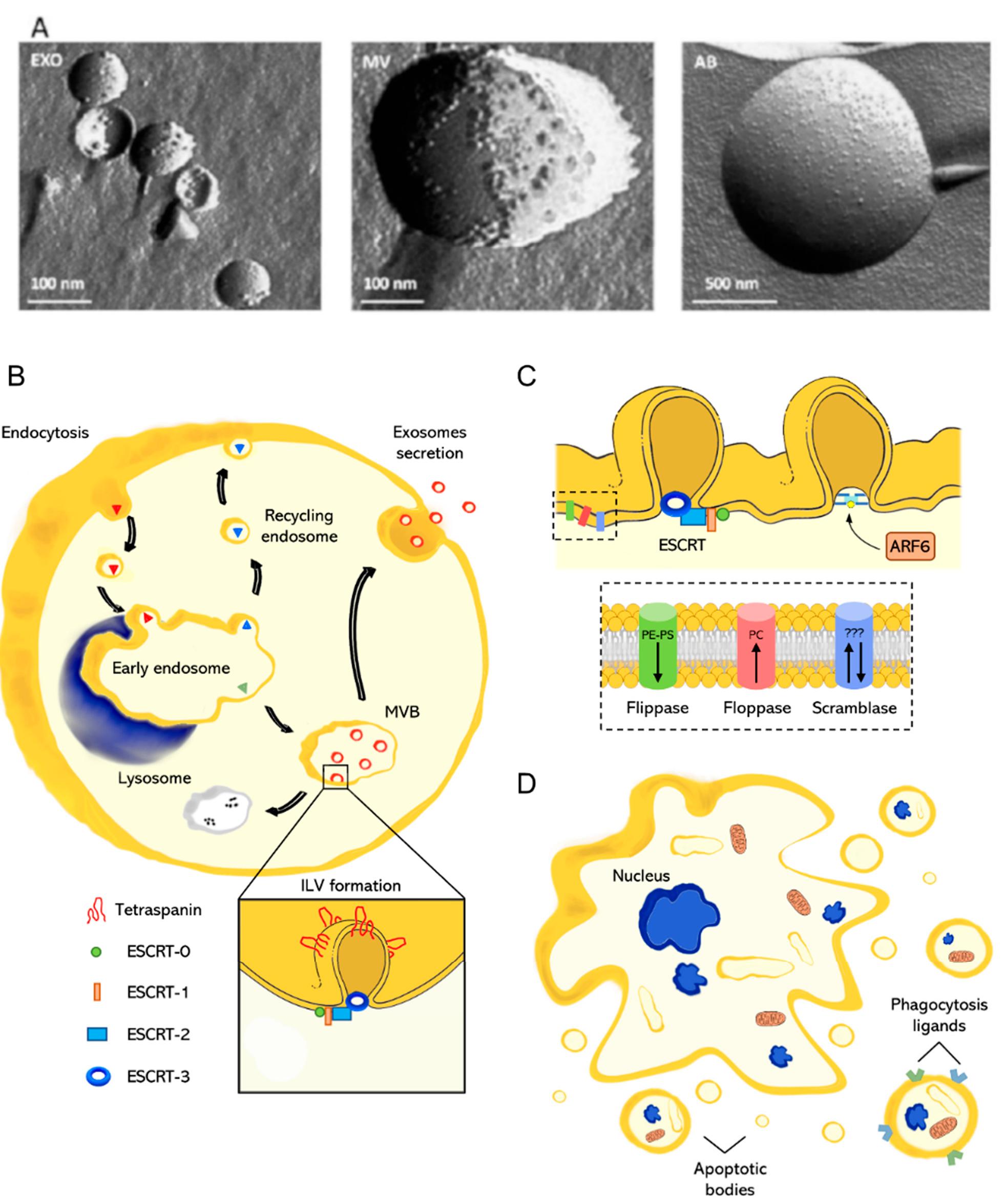 (a) ev classification and biogenesis: freeze-fracture