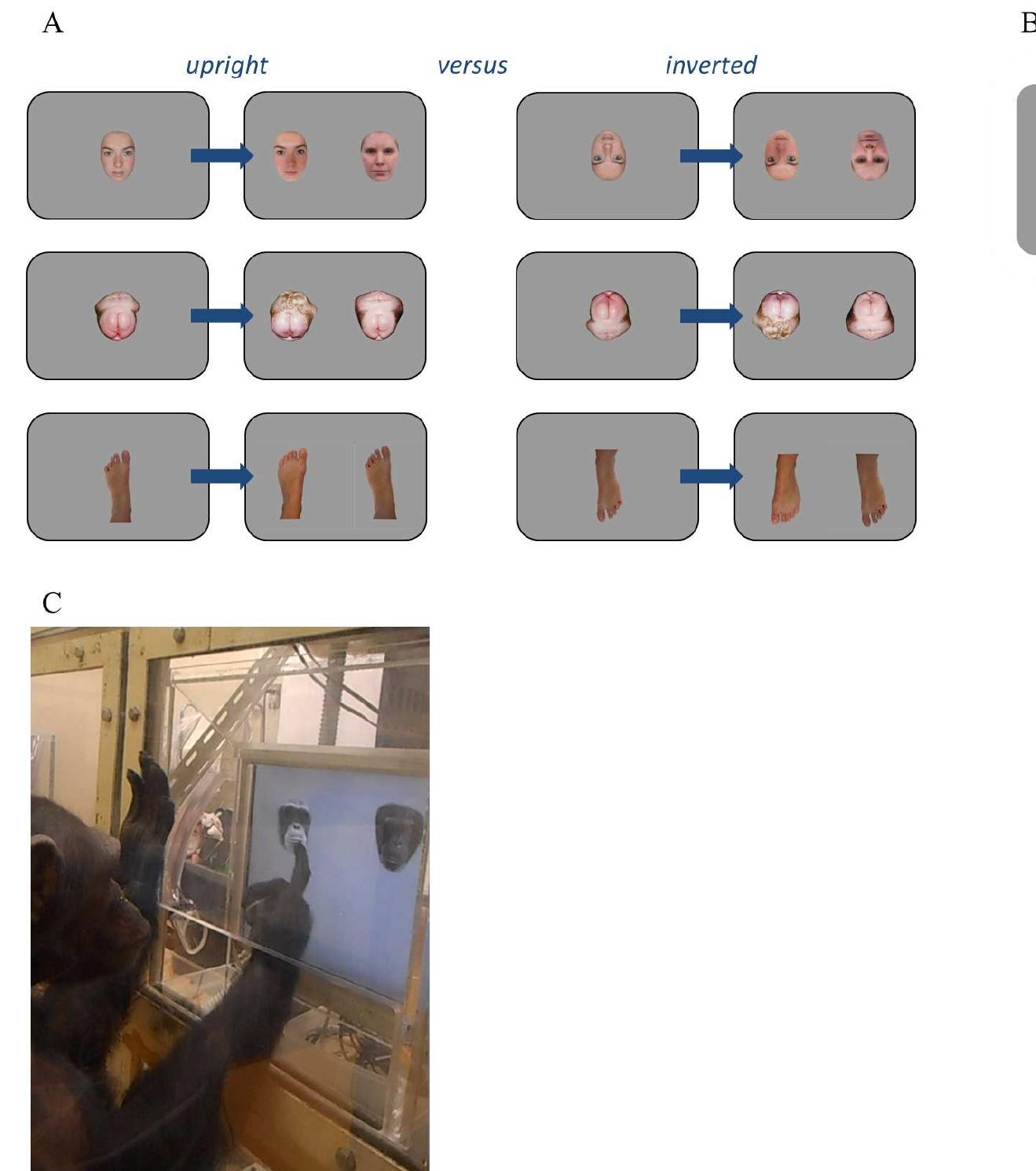 A. stimulus examples shown in experiment 1 and 3. what is