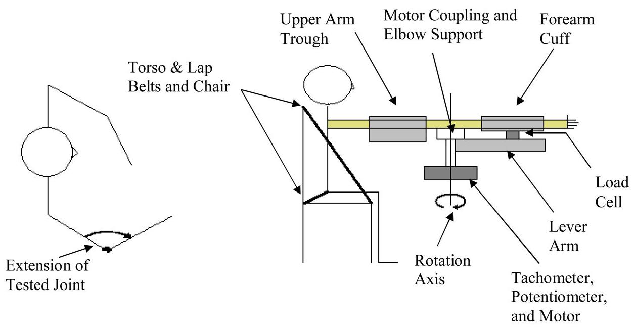 Figure 1 - Linear spring-damper model of the hypertonic