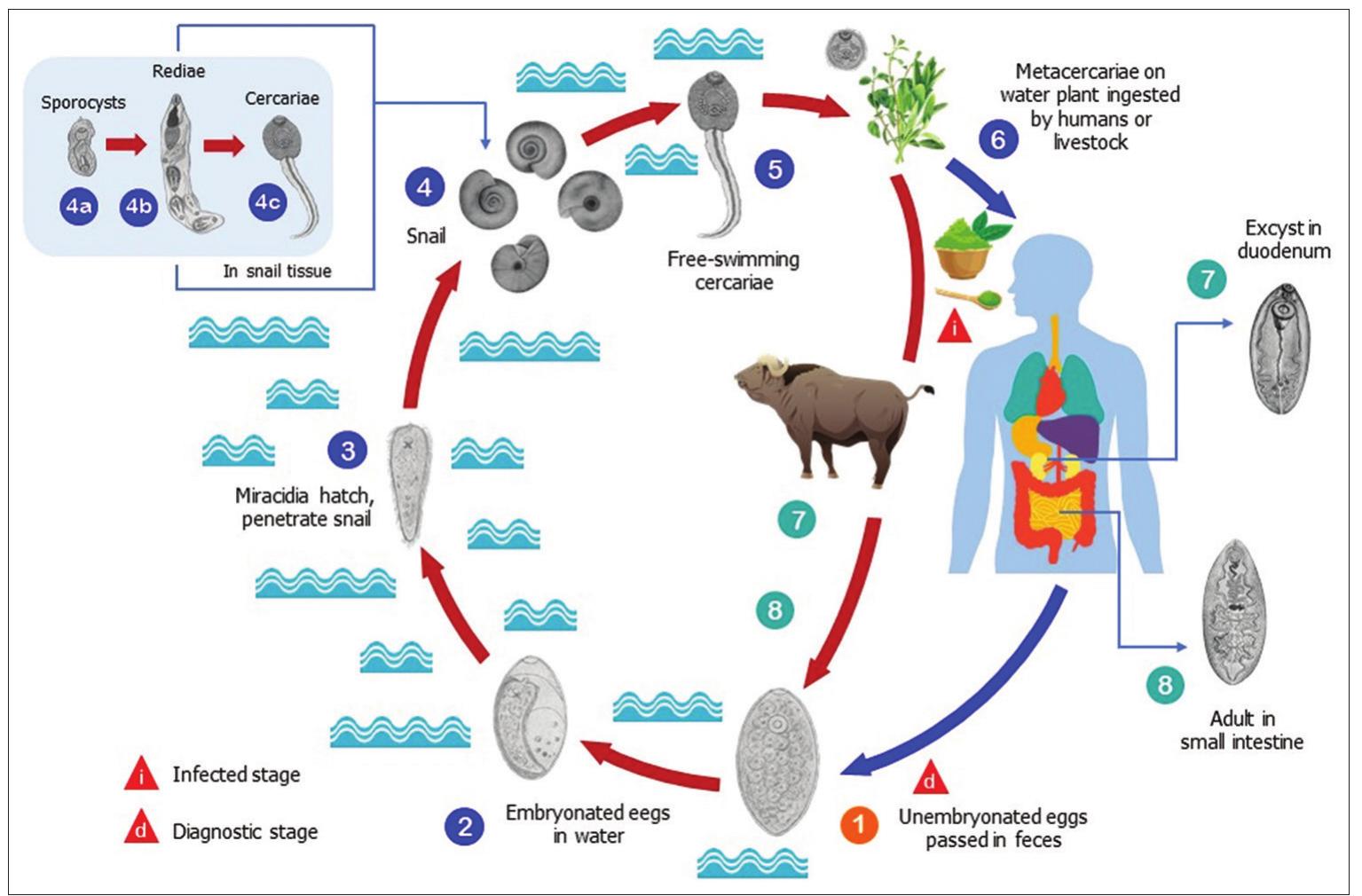 -2: life cycle of fasciolopsis buski (modified cdc, pictures