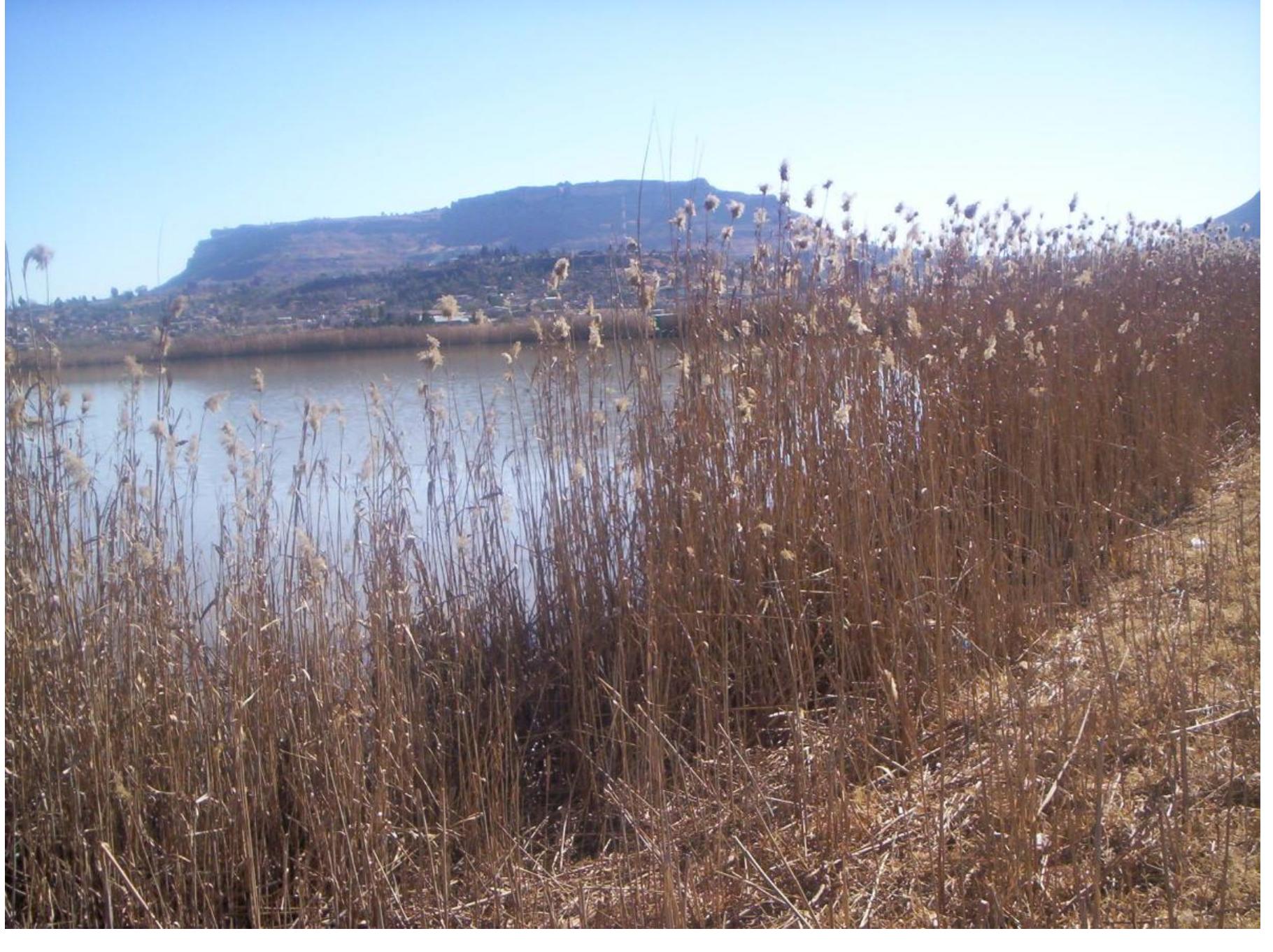 1 common reed fringing at mejametalana dam upstream of