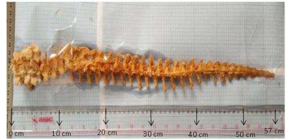 Morphological structure of the tail of estuary crocodile