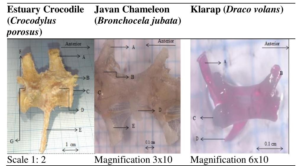 The structure of caudal vertebrae the third specimens from