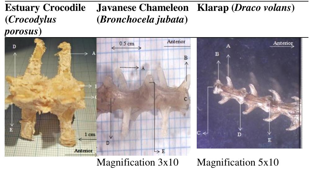 Structure of caudal vertebrae of three specimens from the