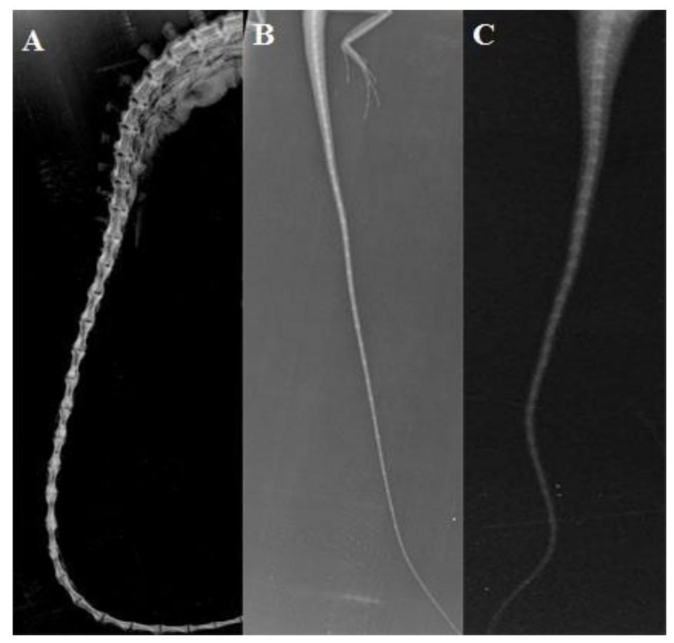 Axial skeleton tail with x-ray from dorsal direction, a.