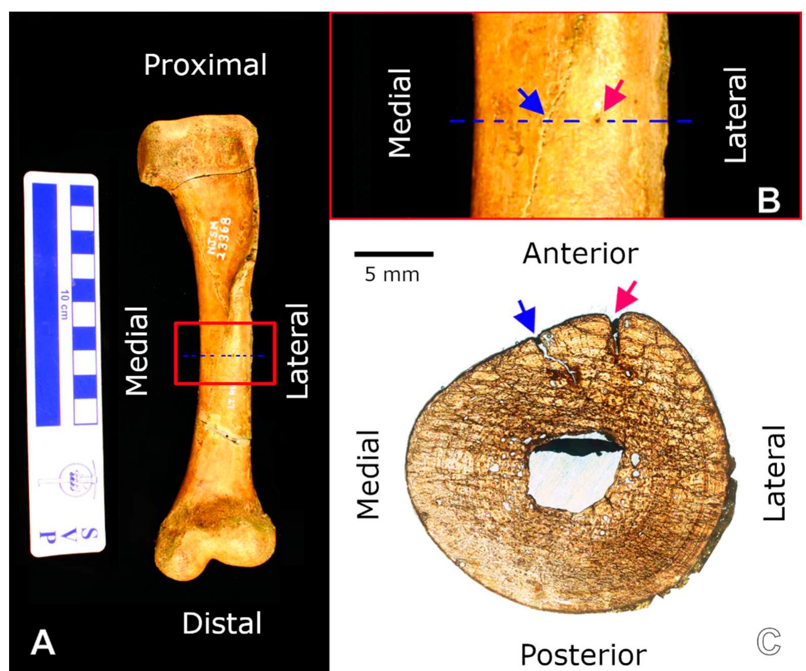 Left humerus of njsm 23368; (a) anterior view. scale bar is