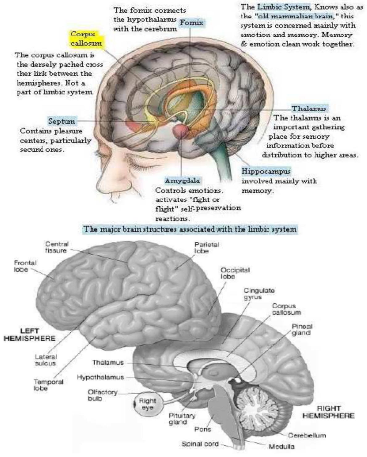 Brain structural related to the limbic system, adopted from