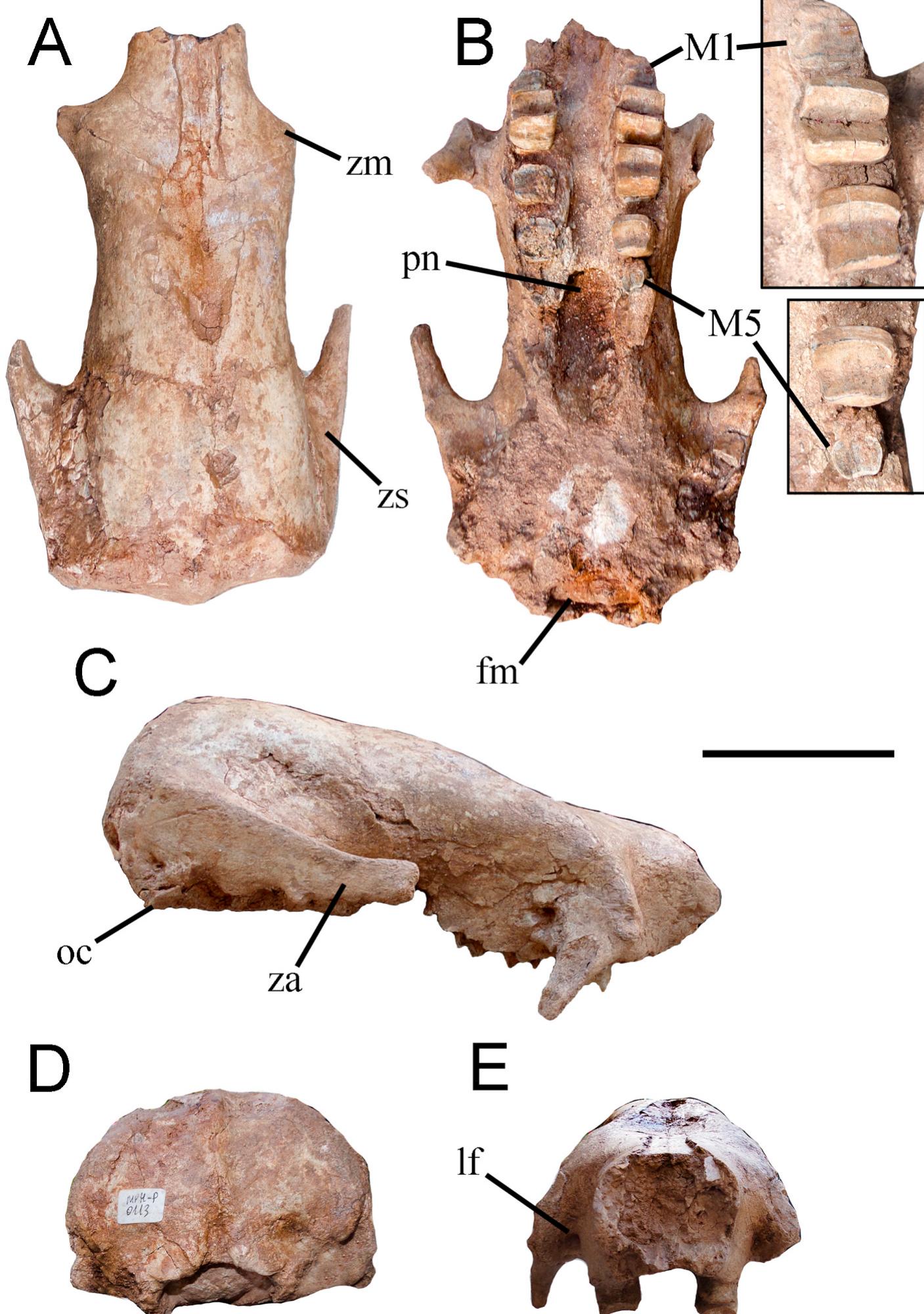 Mph 0113, megatherium sp. skull in: a, dorsal; b, ventral
