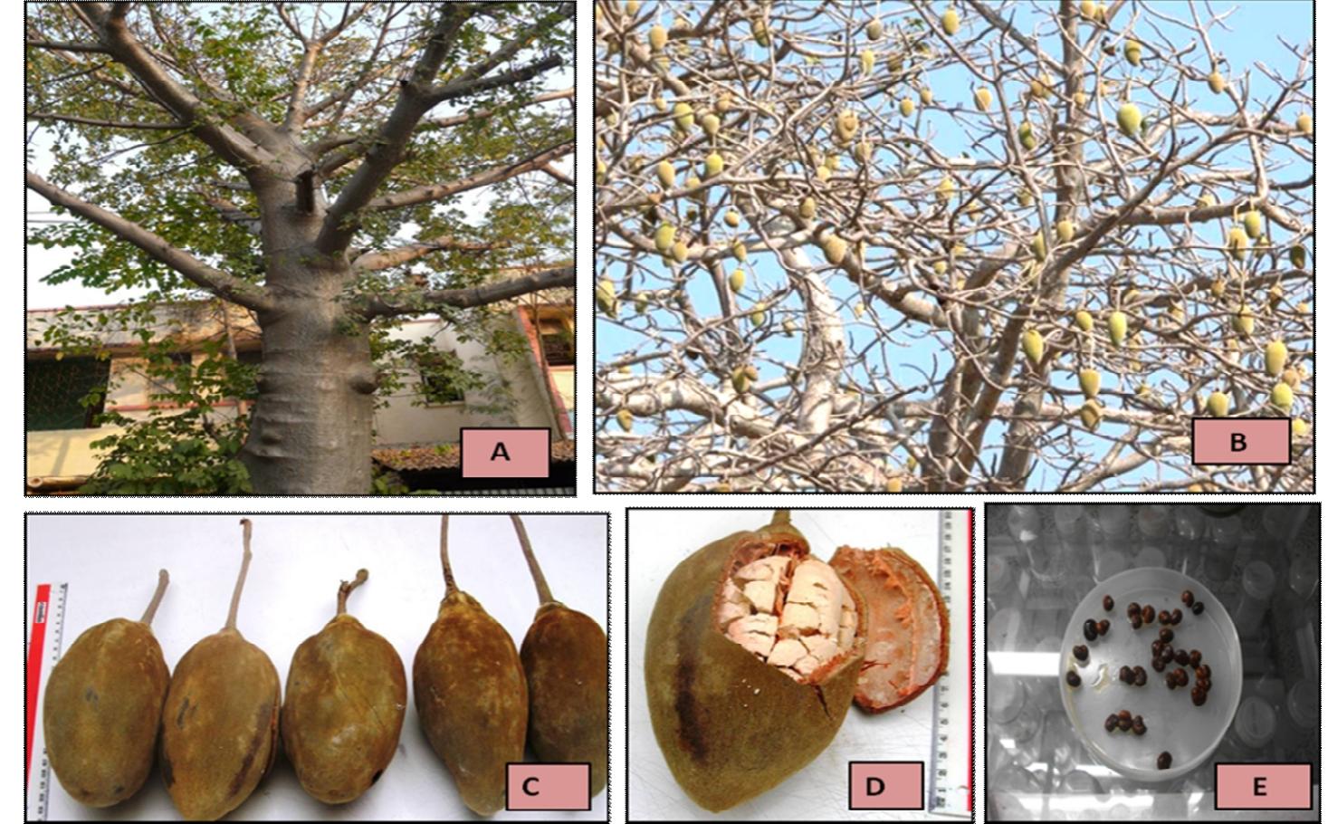 (PDF) Medicinal Uses of Adansonia Digitata L.: An Endangered Tree Species
