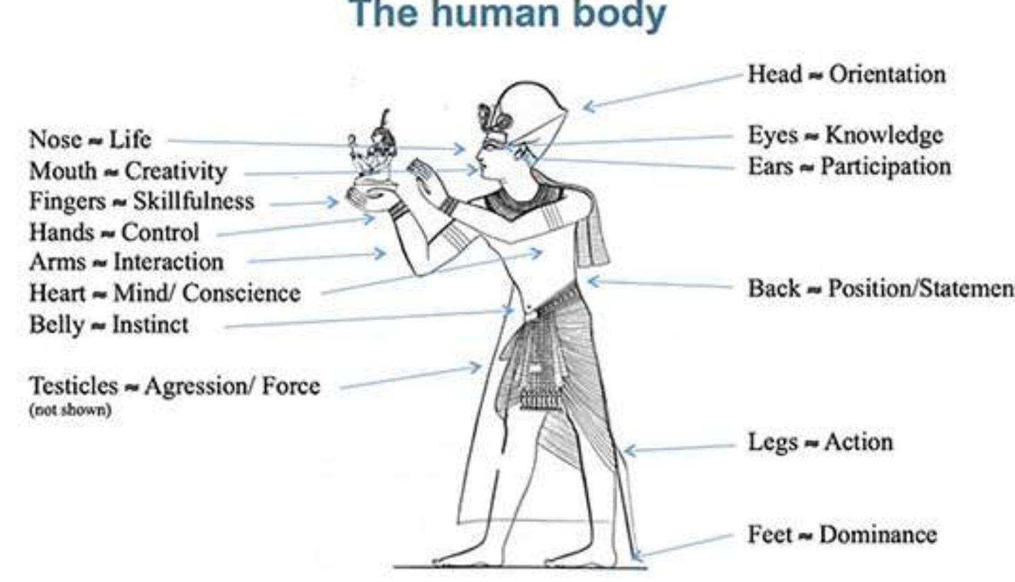 The human body and its functionality (sethi i offers maat to