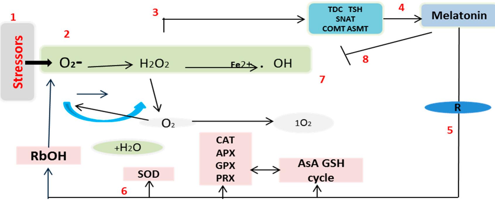 (1) the biotic and abiotic stresses triggered the production