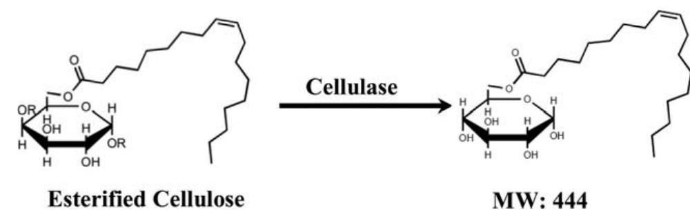 Schematic of the modified cellulose hydrolysis using