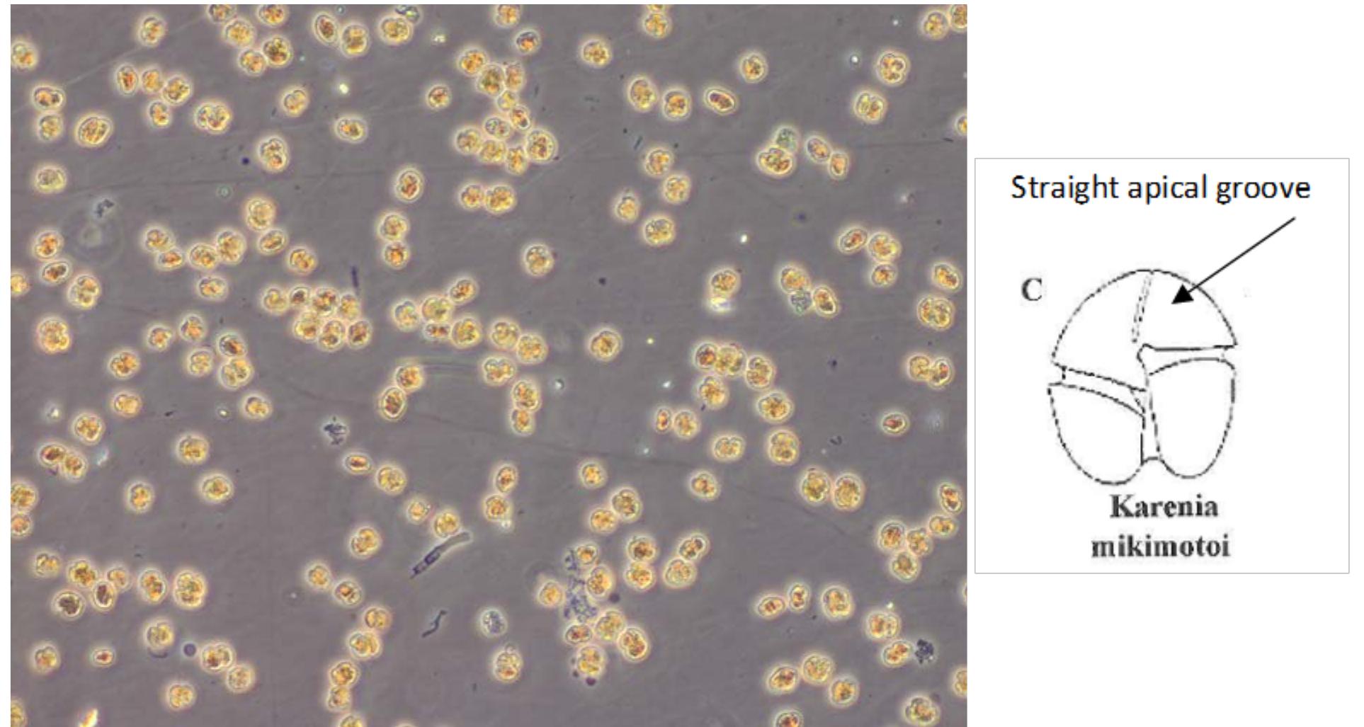 (left) karenia mikimotoi cells under light microscope