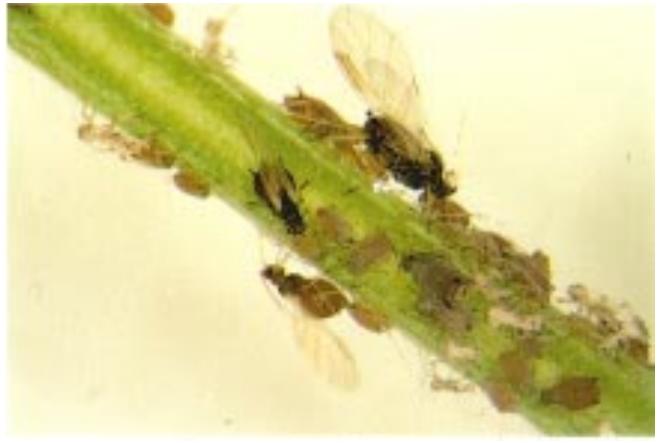 Figure 7 - from Groundnut Rossette: A Virus Disease