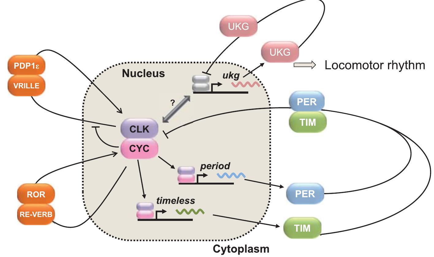 A model of molecular oscillatory mechanism of the circadian