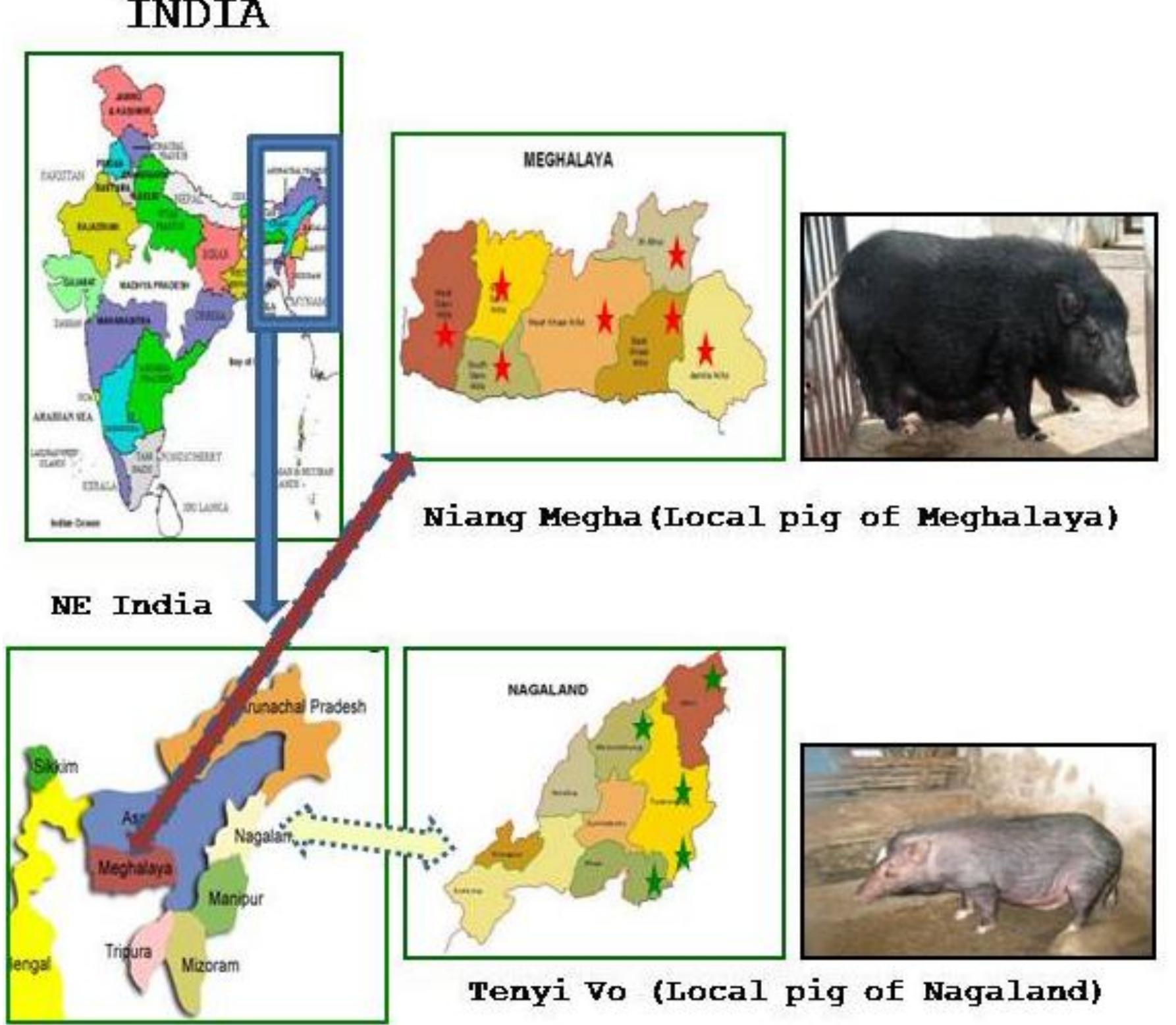 Breeding tracts of native pigs used in study (fig1). the