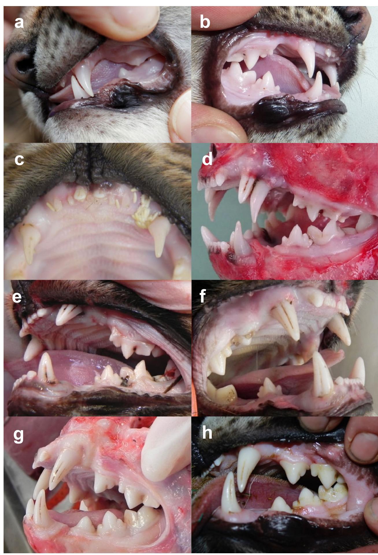 The mandibular molar teeth and lynx with a u-shaped notch (p