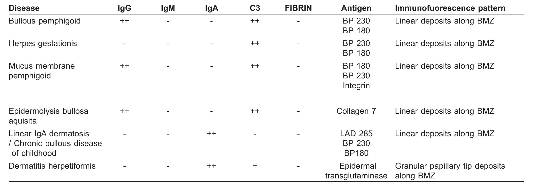 Immunofluorescence findings in subepidermal bullous