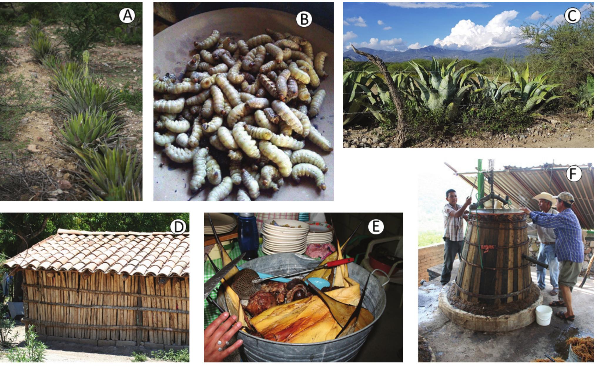 Main uses of agave in agroforestry and agroforest systems.