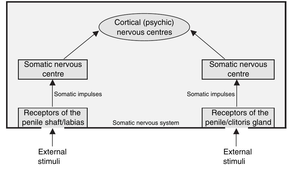 Somatic nervous system for the genital area in the