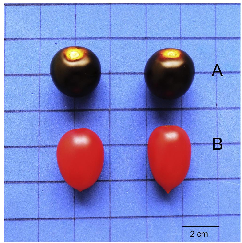 Visual aspect of purple (a) and red cherry (b) tomatoes.