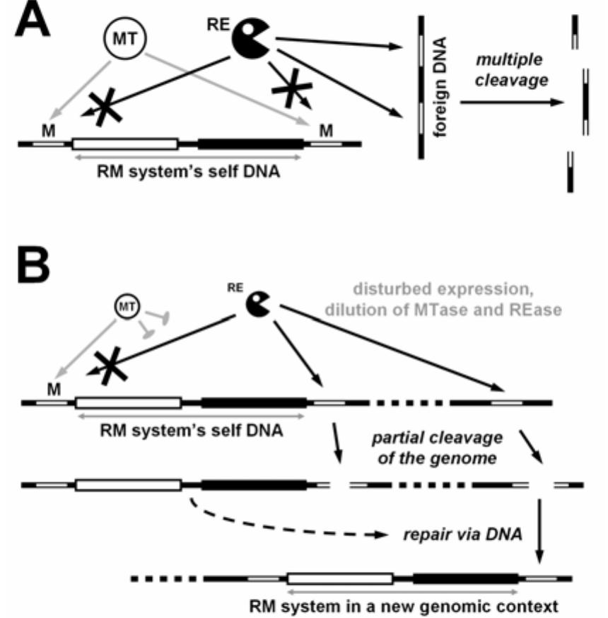 Mechanism of action of rm systems. a) protection of the self
