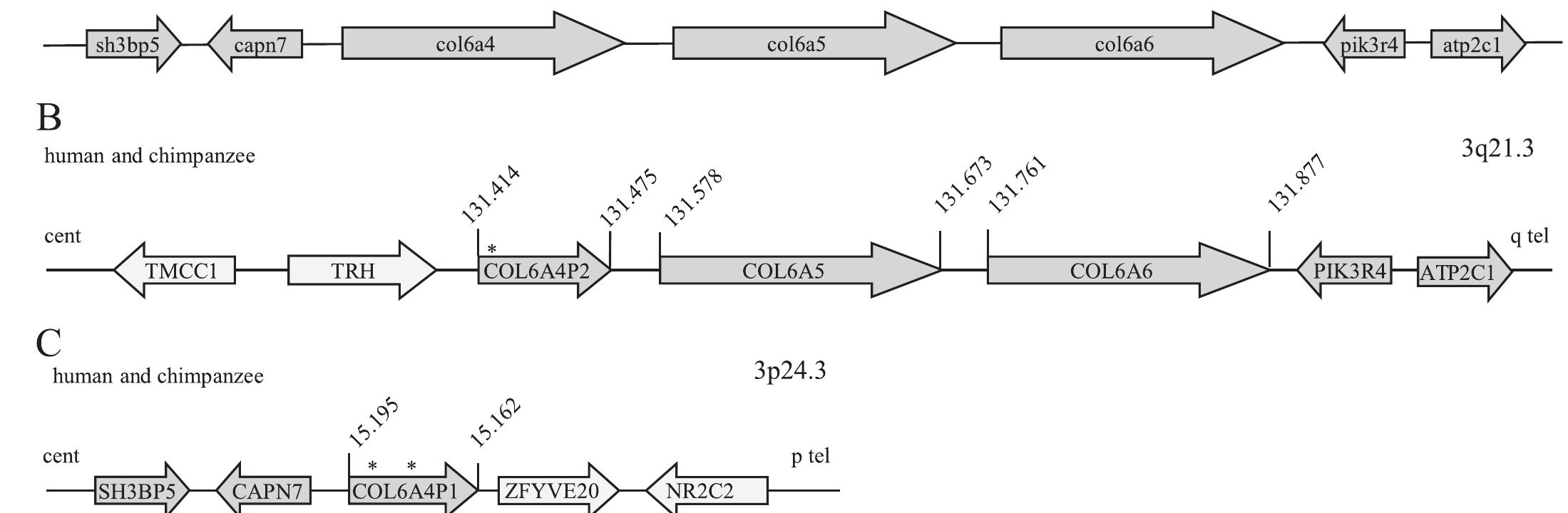 The collagen vi gene locus in vertebrates. a, schematic