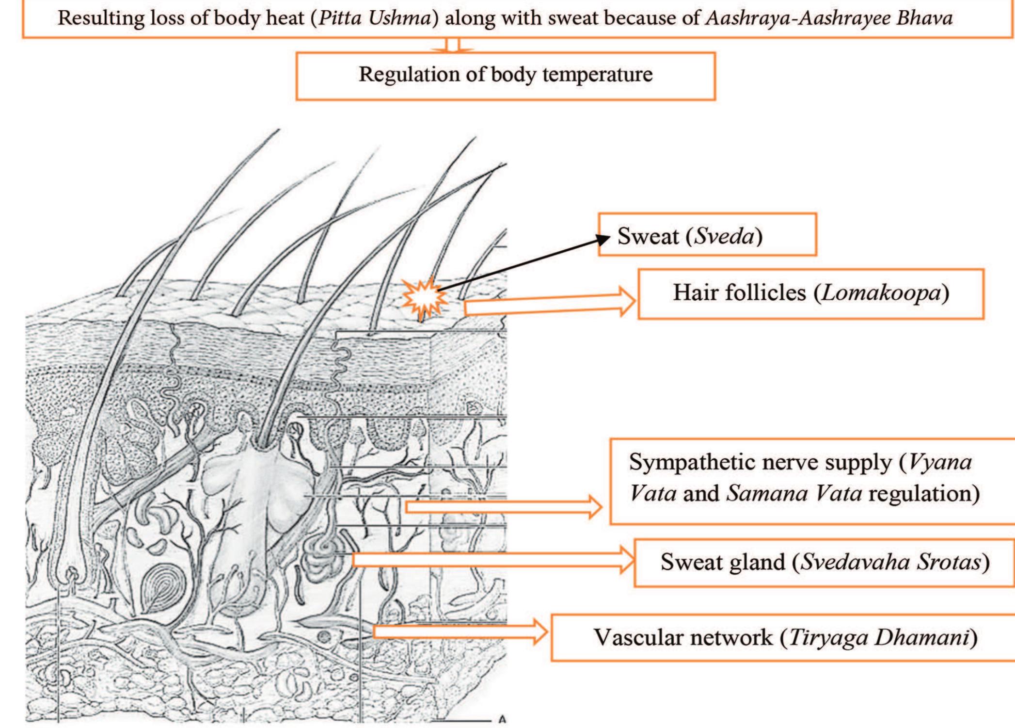 Schematic representation of mechanism of sweating and