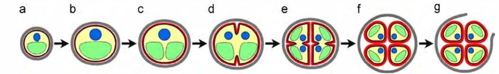 Drawings showing the different phases of daughter cell-wall