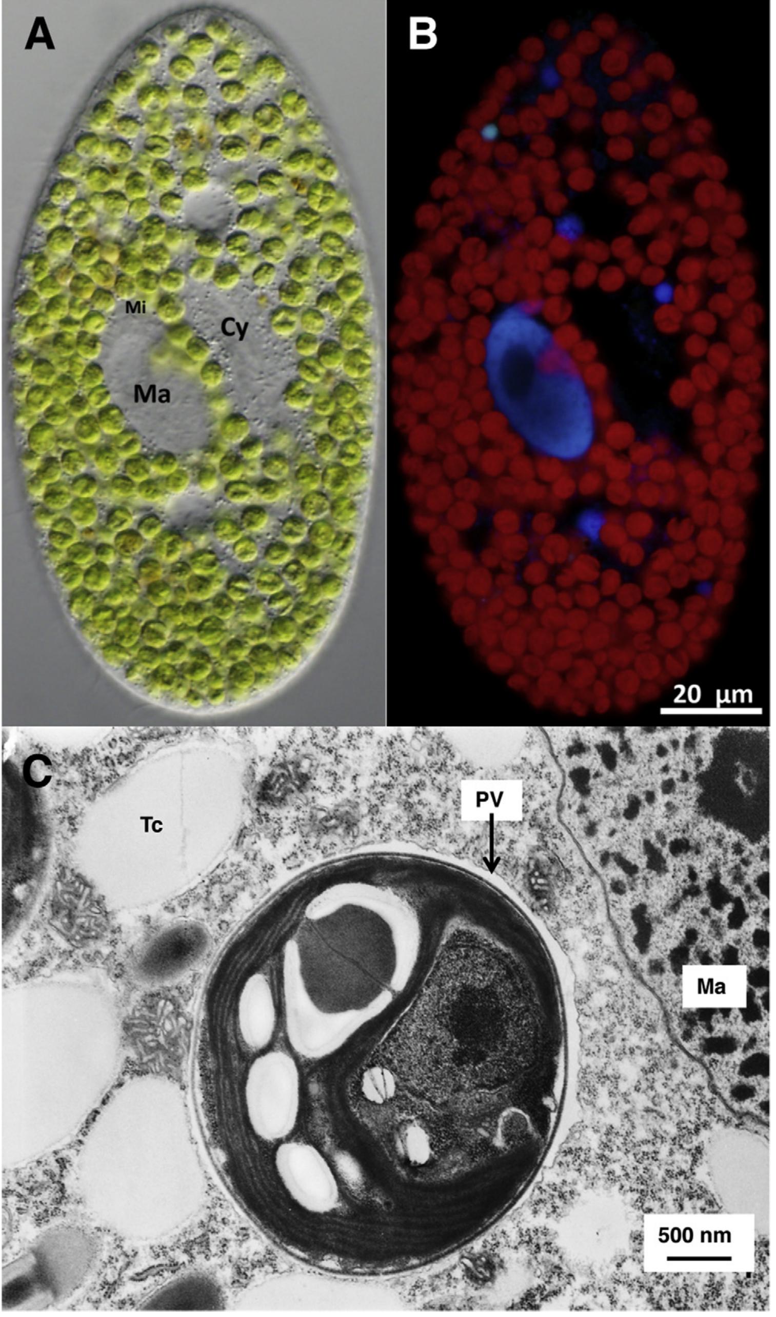 Photomicrographs of p. bursaria and its symbiotic alga c.