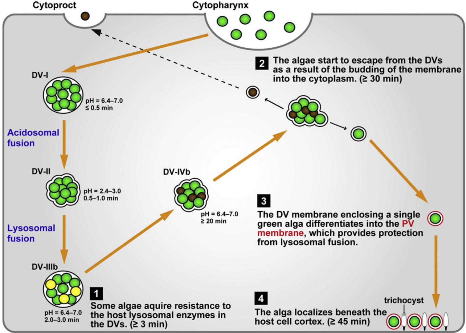 Schematic representation of the algal reinfection process.