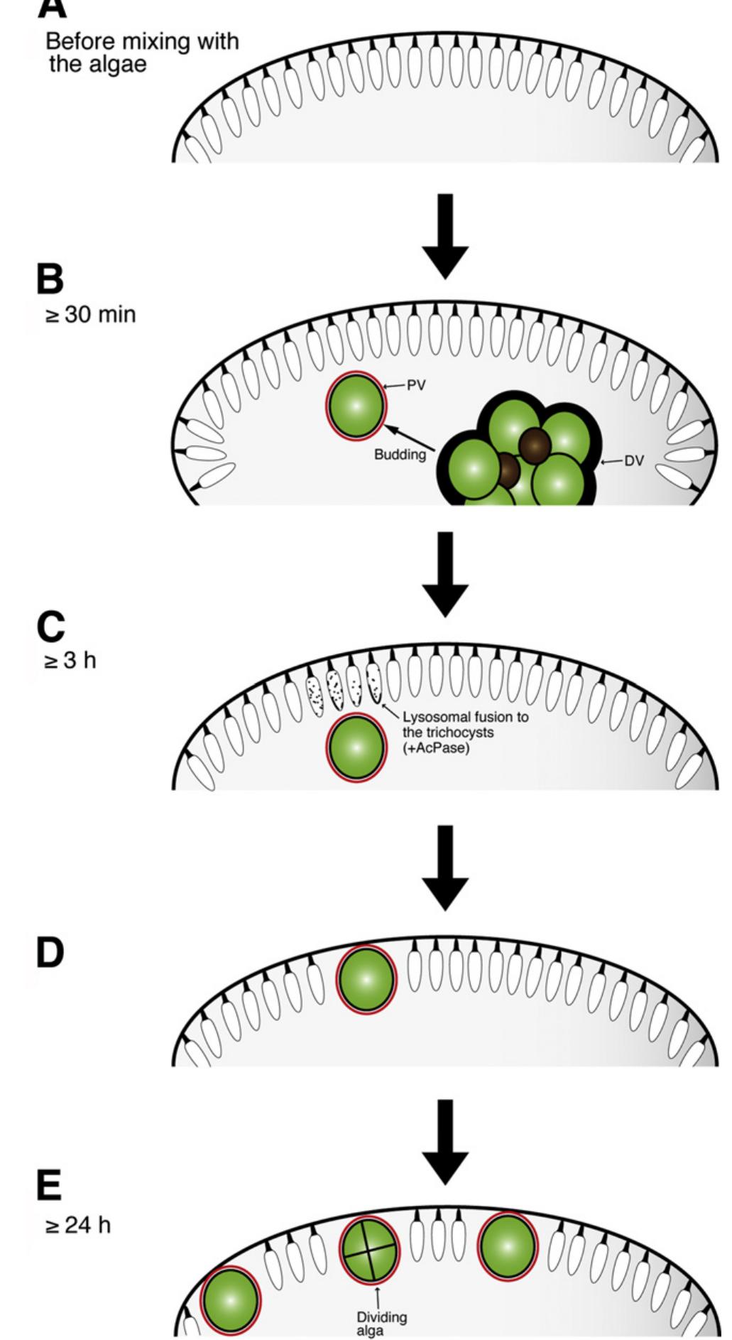 Schematic representation of disappearance of trichocysts