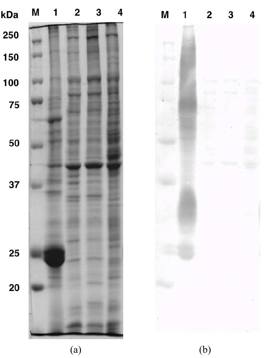 Sds-page analysis of different tissues from c. okutanii with