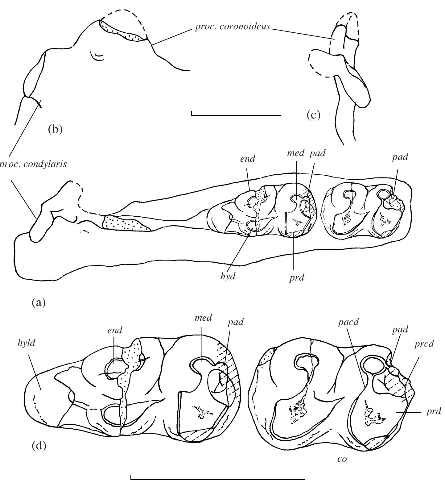 (PDF) The oldest representative of Entelodontoidea (Artiodactyla ...