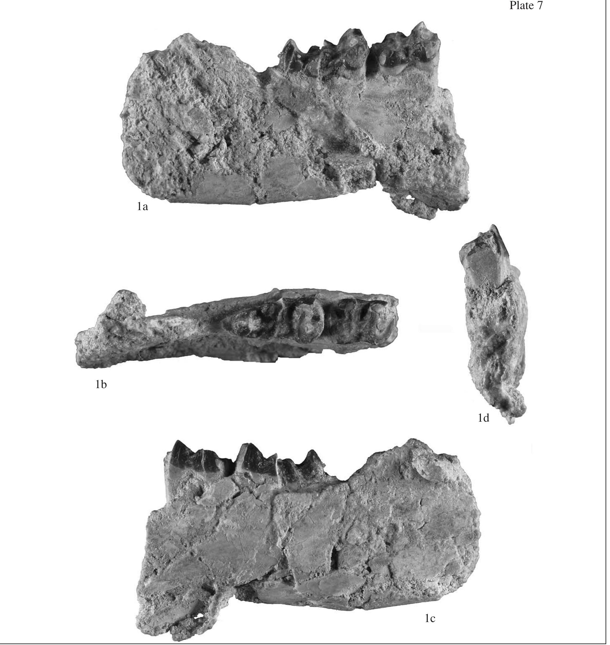 (PDF) The oldest representative of Entelodontoidea (Artiodactyla ...
