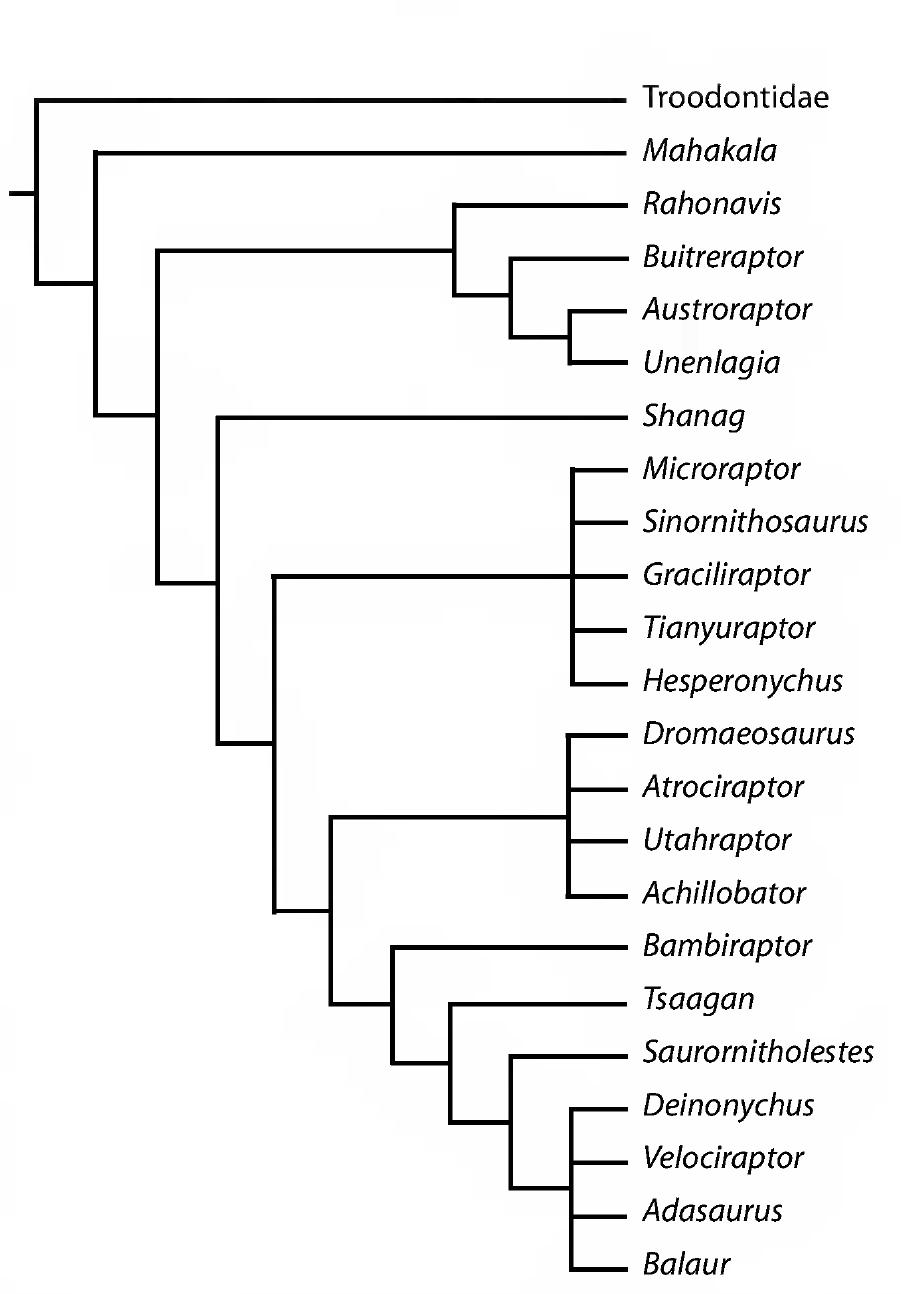 Simplified cladogram showing the reduced strict consensus