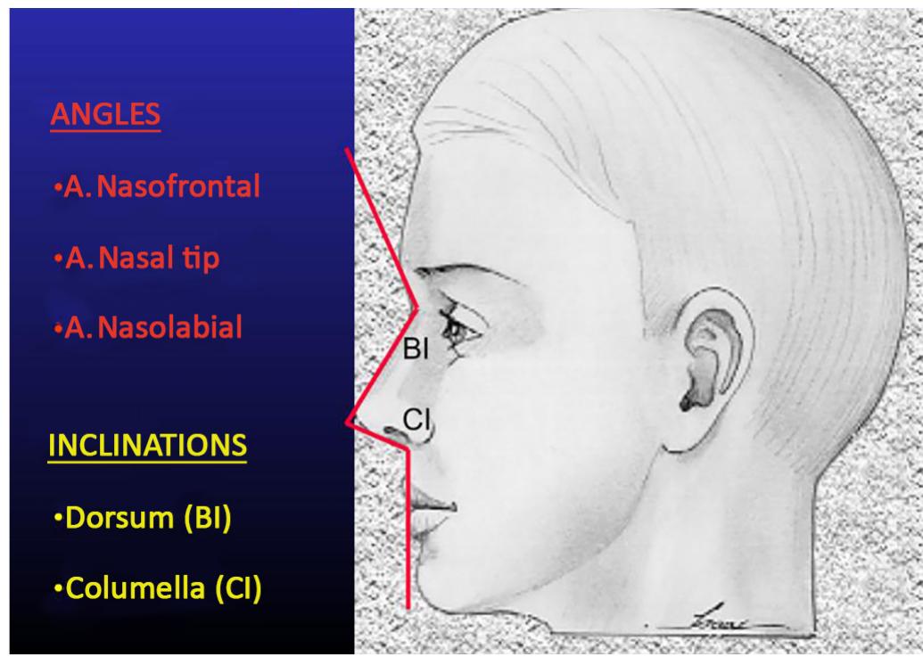 Profile angles: nasofrontal angle (a), nasolabial angle (b)