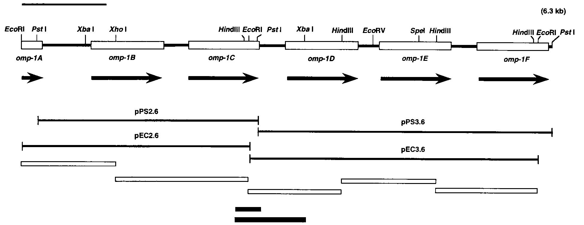 Restriction map of 6.3 kb of e. chaffeensis genomic dna