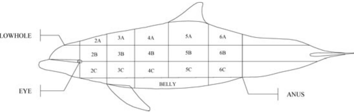 The dolphin body surface was divided into 16 sections. all
