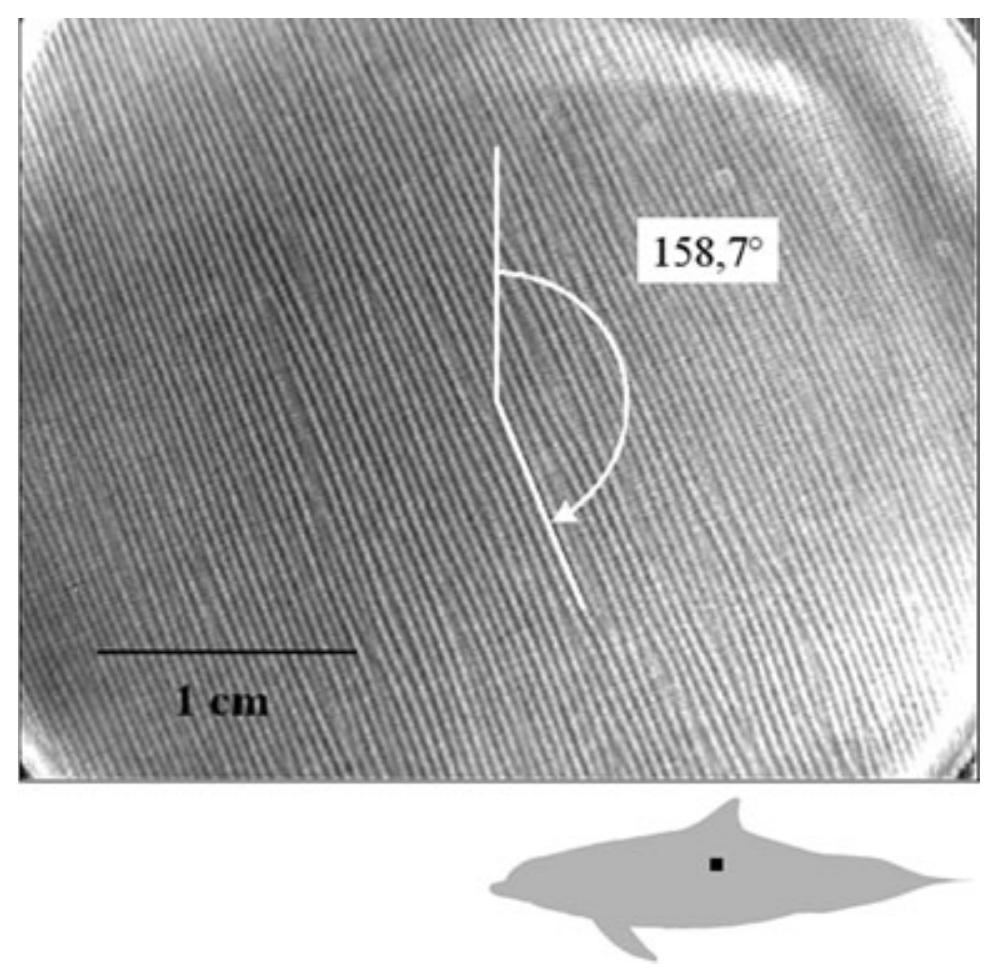 A photomacrograph of the dolphin skin, showing the cutaneous