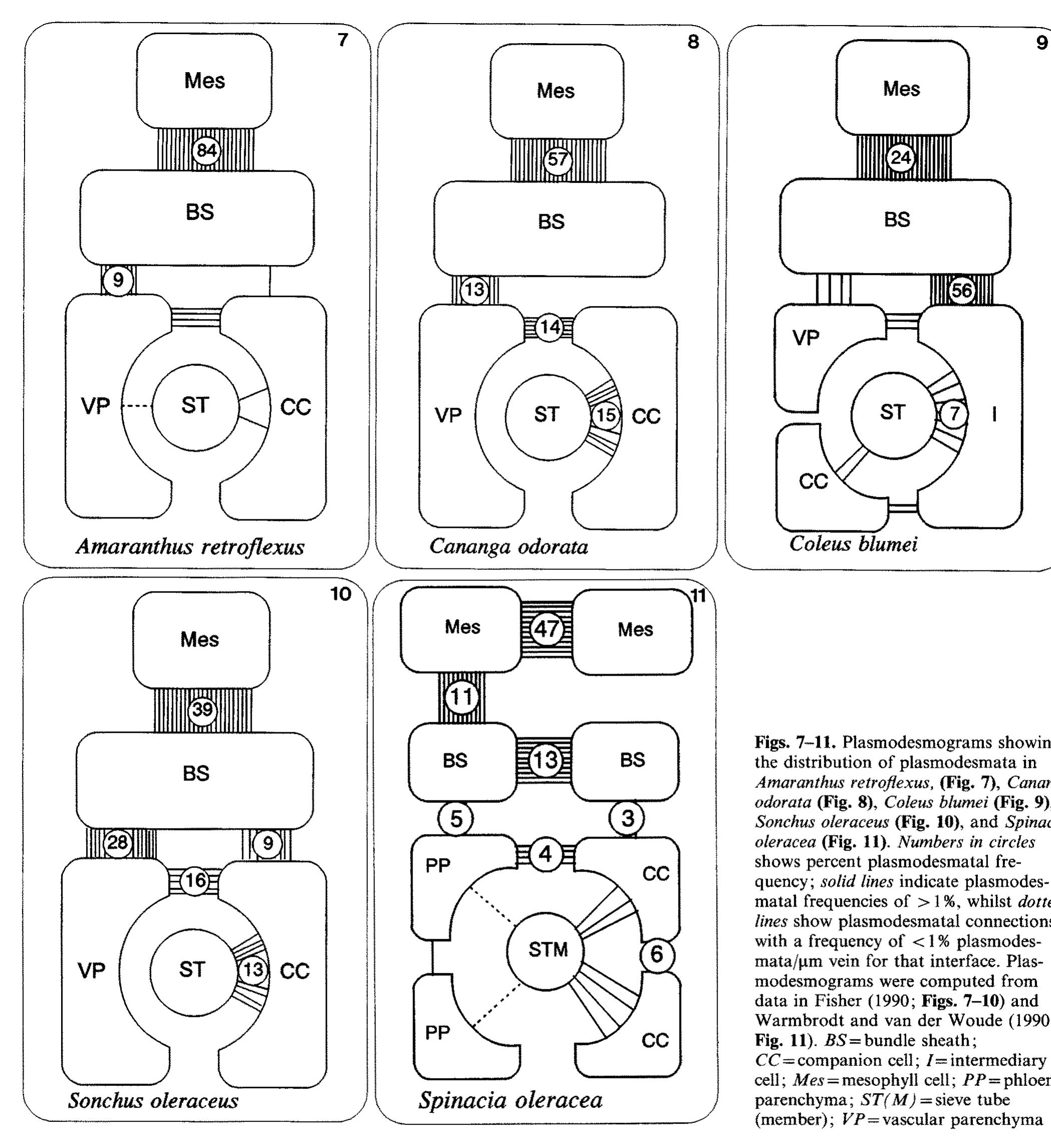 C.e.j. botha and a.j.e. van bel: plasmodesmograms: