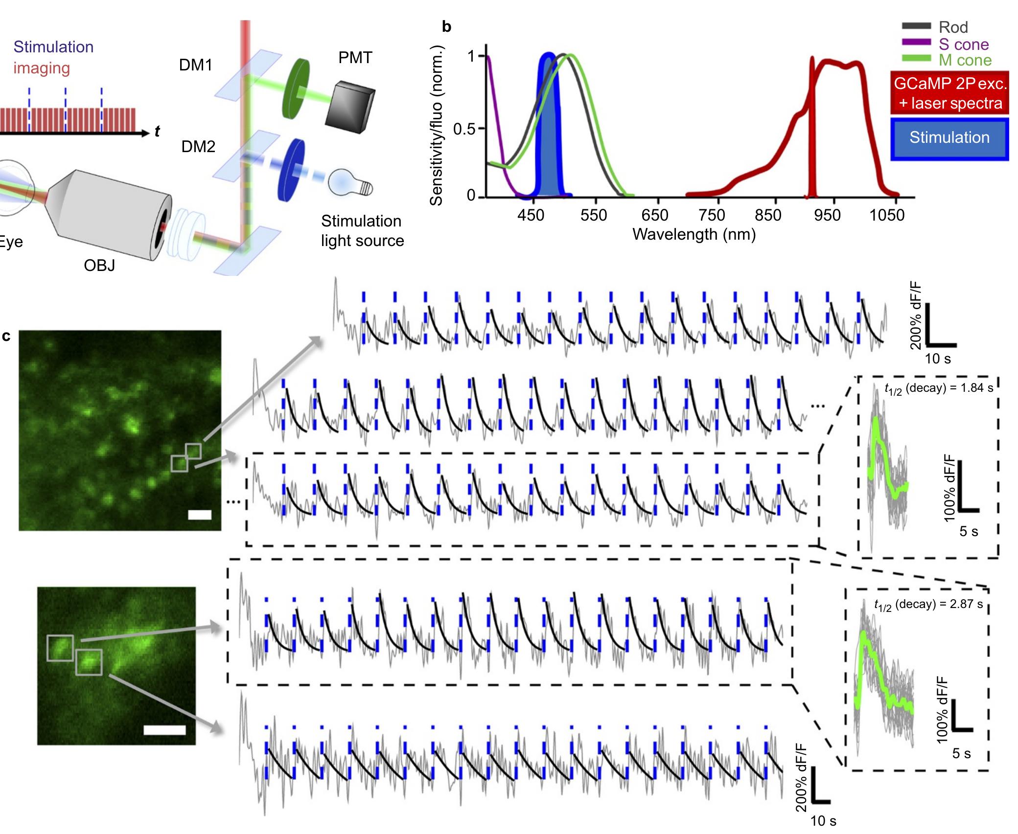 Figure 5 - from Correction-free remotely scanned two-photon