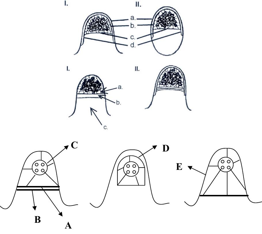 structure of the cocoon sac according to wagner