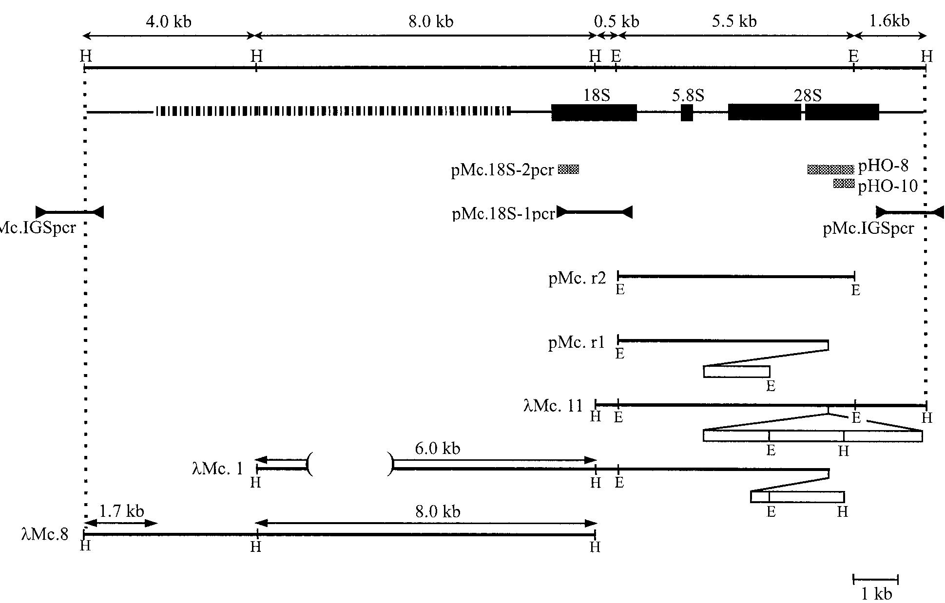 Map of the m. croslandi rdna repeating unit (top) and the